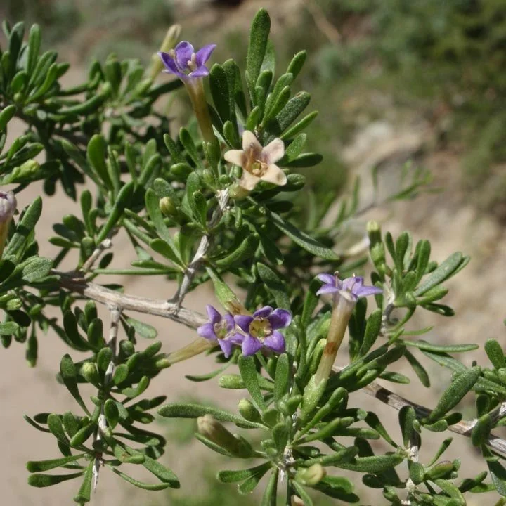 The Genus Lycium, Wolfberries — Spadefoot Nursery, Inc.