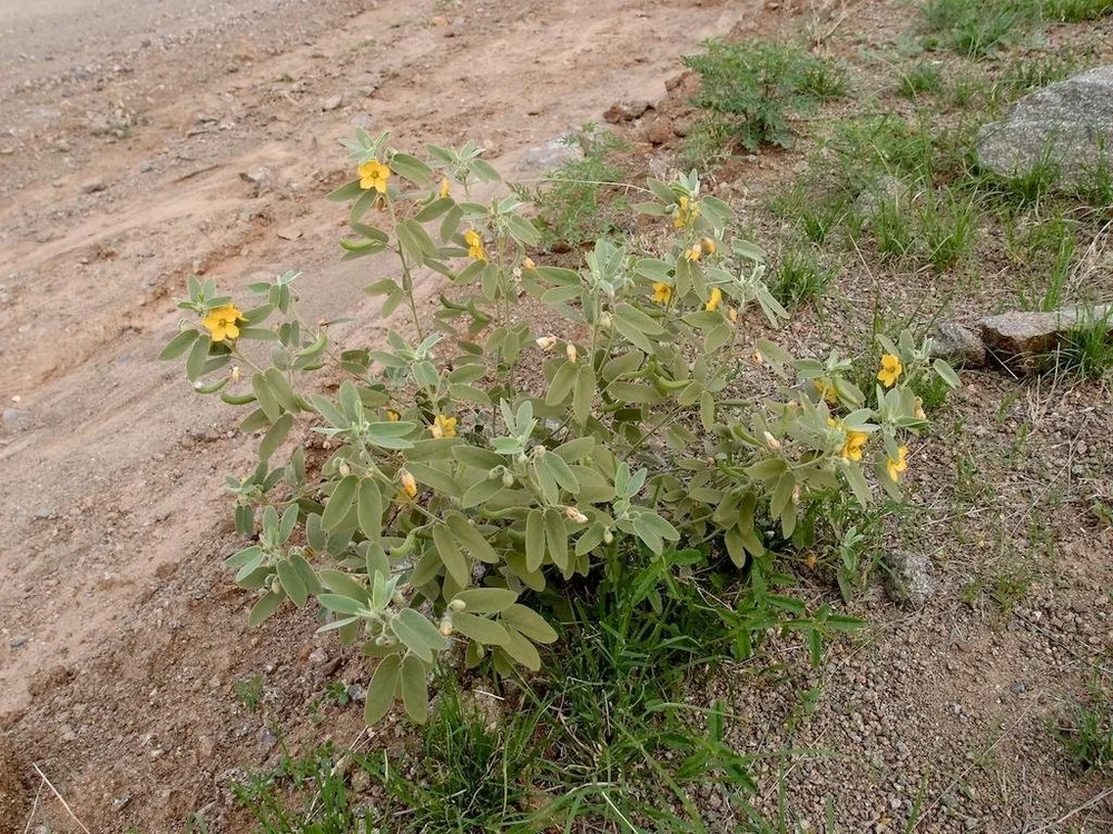 The Genus Senna — Spadefoot Nursery, Inc.