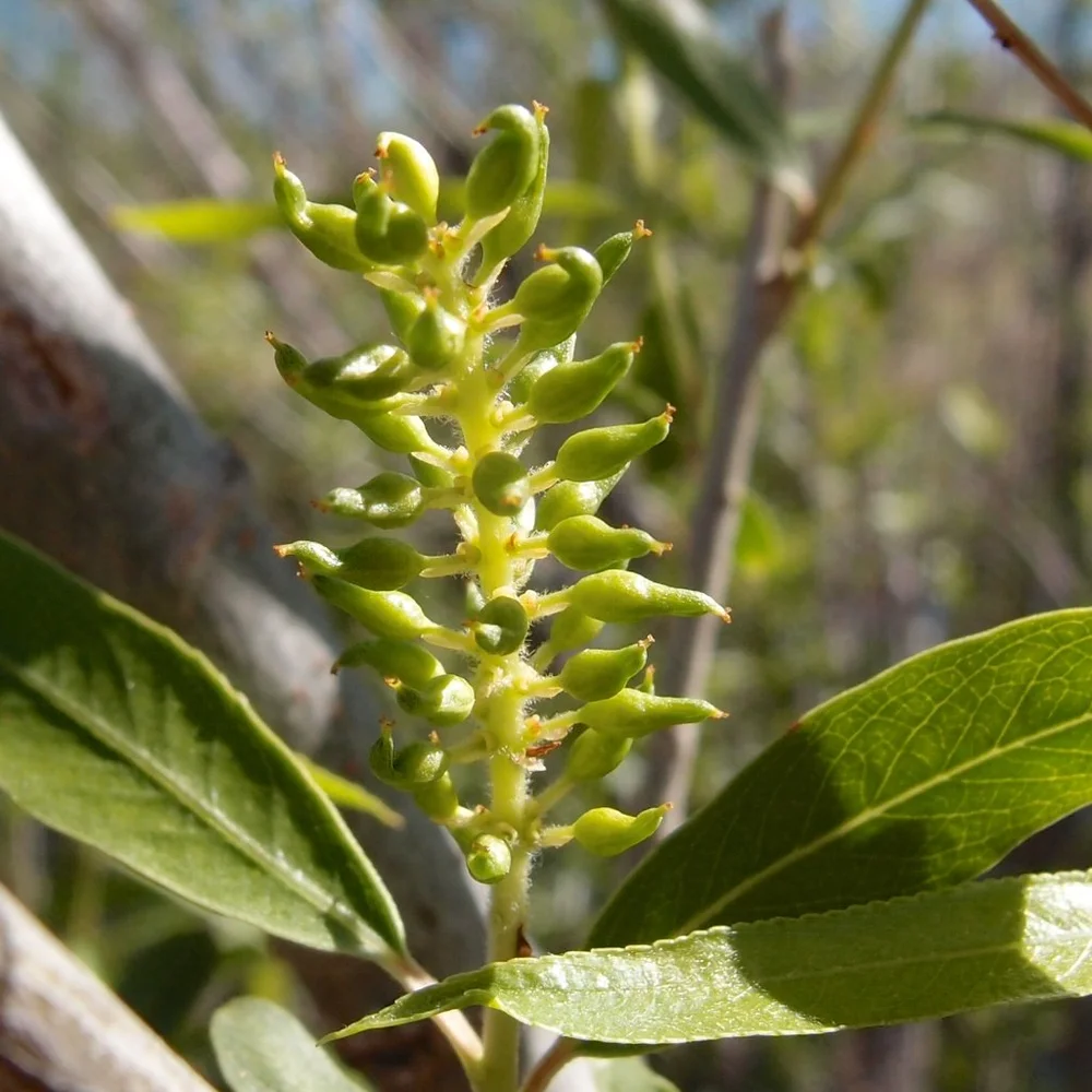 Goodding Willow (Salix gooddingii) — Spadefoot Nursery, Inc.