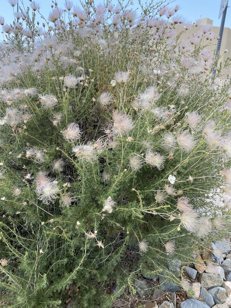 Apache Plume (Fallugia paradoxa) — Spadefoot Nursery, Inc.