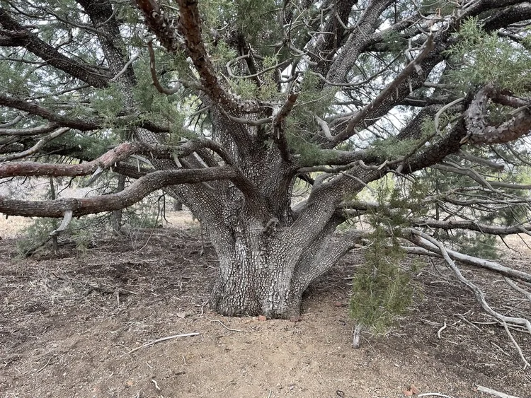 The Genus Juniperus, Junipers — Spadefoot Nursery, Inc.