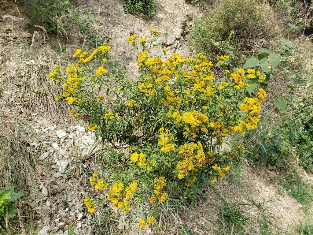 Gumhead (Gymnosperma glutinosum) — Spadefoot Nursery, Inc.