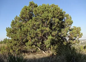 The Genus Juniperus, Junipers — Spadefoot Nursery, Inc.