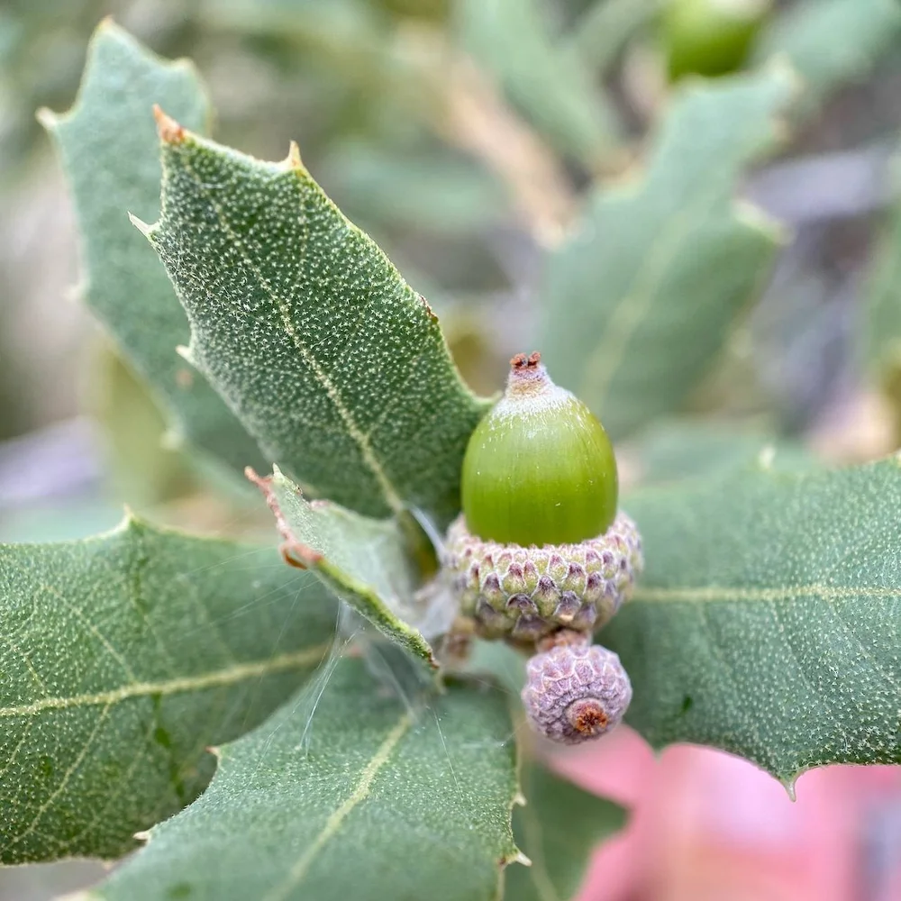 Scrub Oak (Quercus turbinella) — Spadefoot Nursery, Inc.