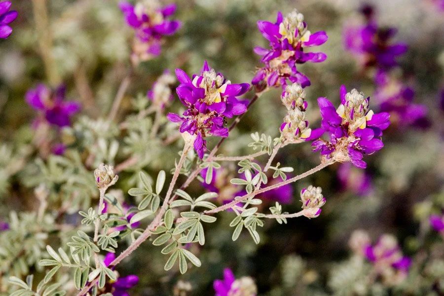 Prairie Clovers and Indigo Bushes, The Genus Dalea — Spadefoot Nursery ...