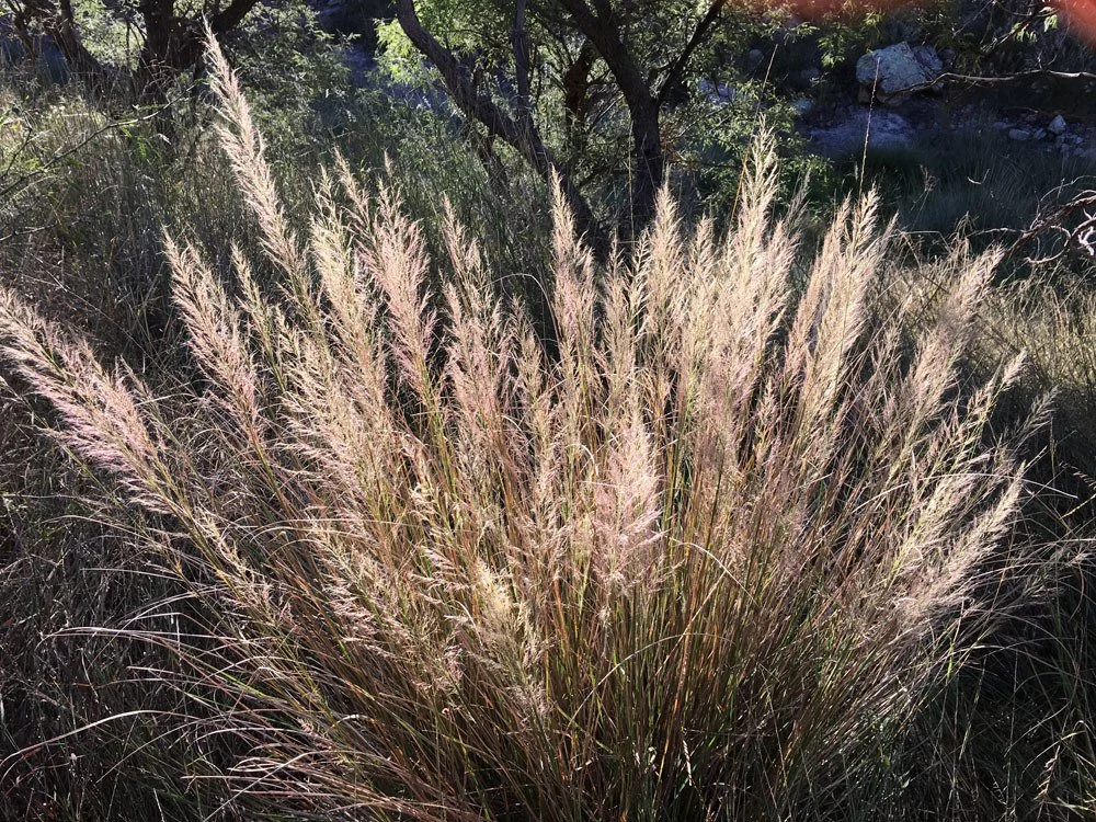 Bull Grass (Muhlenbergia emersleyi) — Spadefoot Nursery, Inc.