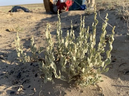 Saltbushes (Atriplex spp) — Spadefoot Nursery, Inc.