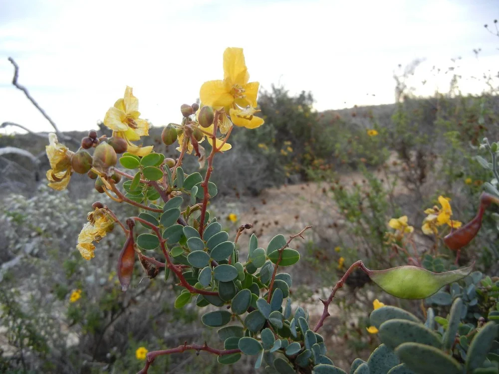 The Genus Senna — Spadefoot Nursery, Inc.
