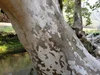 Mexican Sycamore (Platanus mexicana) — Spadefoot Nursery, Inc.