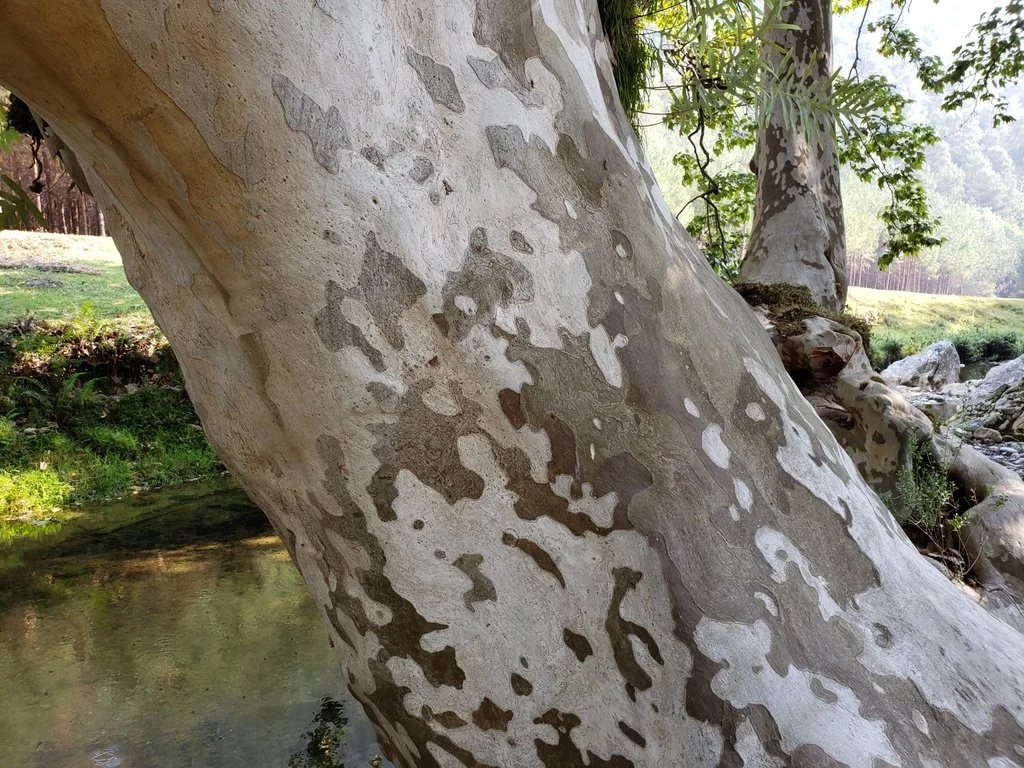 Mexican Sycamore (Platanus mexicana) — Spadefoot Nursery, Inc.