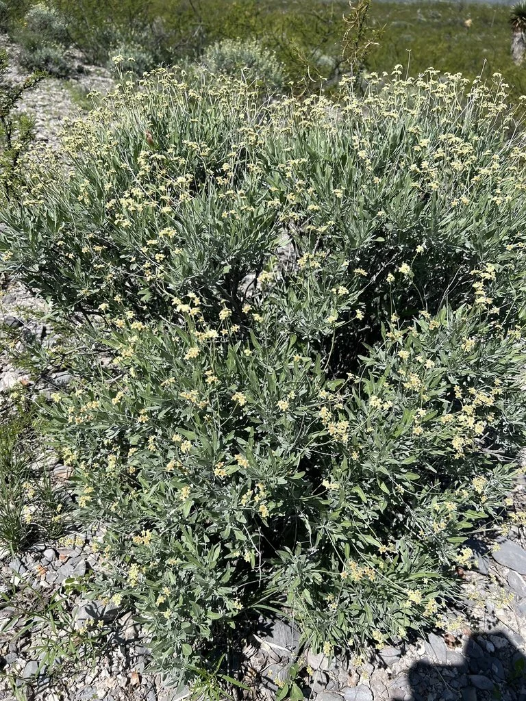 The Genus Parthenium: Guayule, Mariola — Spadefoot Nursery, Inc.