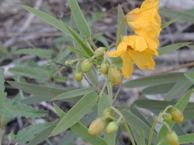 The Genus Senna — Spadefoot Nursery, Inc.