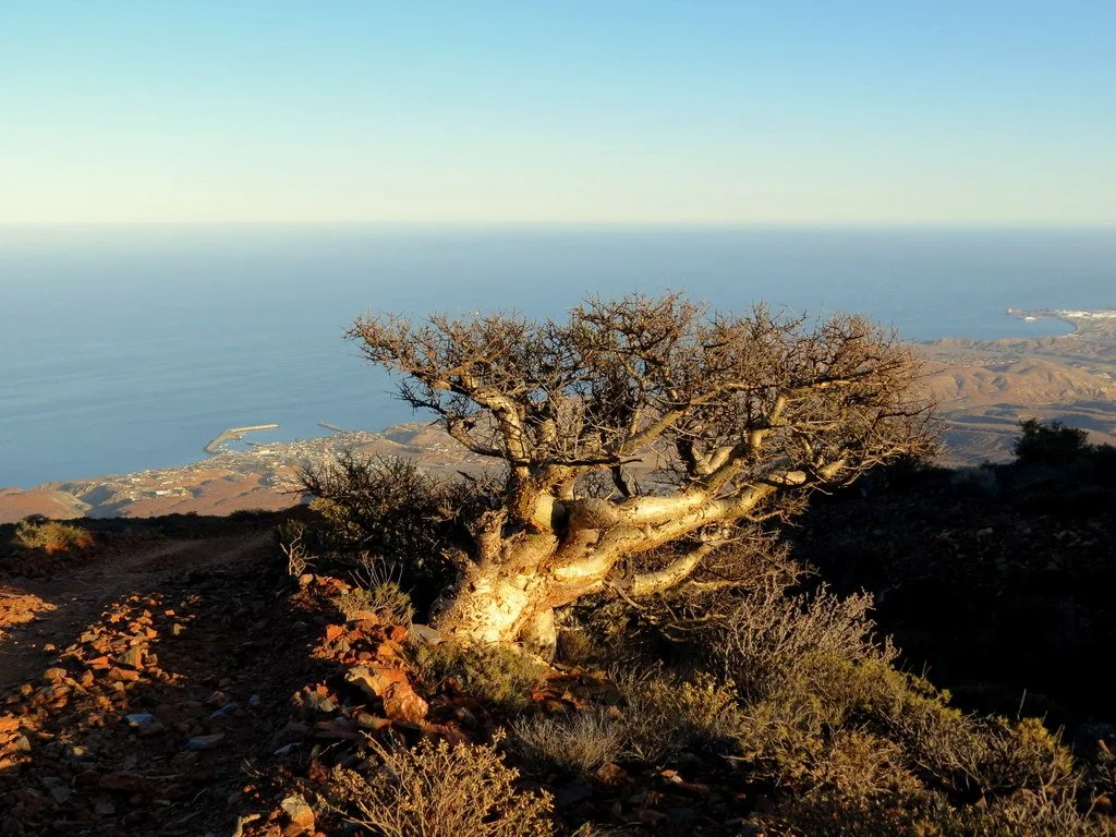 Caudiciforms & Other Fat Plants — Spadefoot Nursery, Inc.