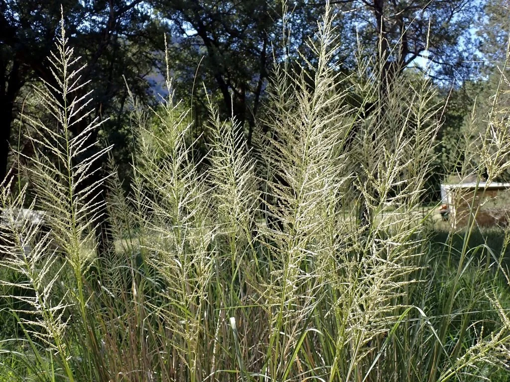 Giant Sacaton (Sporobolus wrightii) — Spadefoot Nursery, Inc.