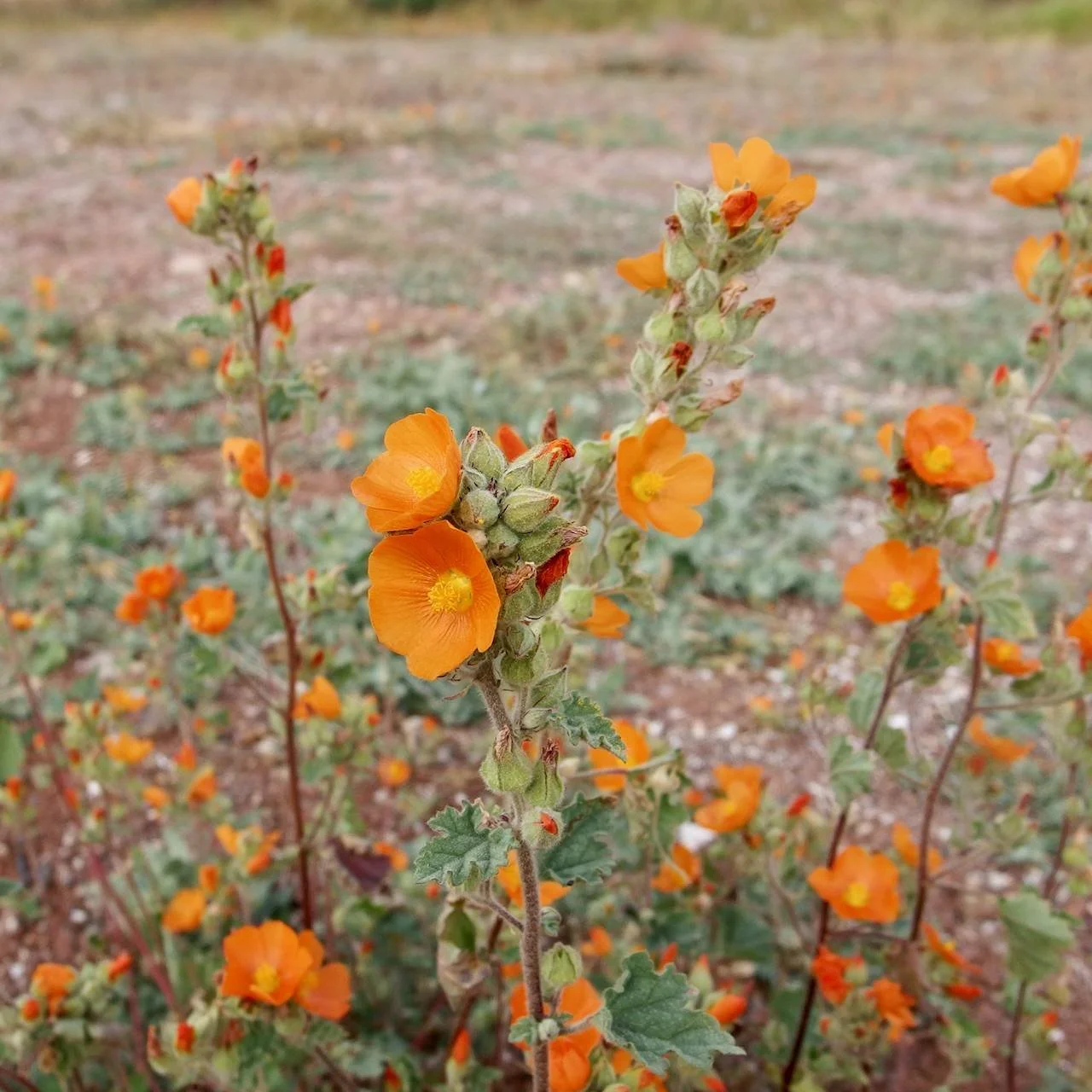 The Globemallows (Sphaeralcea spp) — Spadefoot Nursery, Inc.