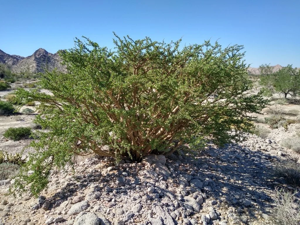 The Genus Jatropha, limberbushes — Spadefoot Nursery, Inc.