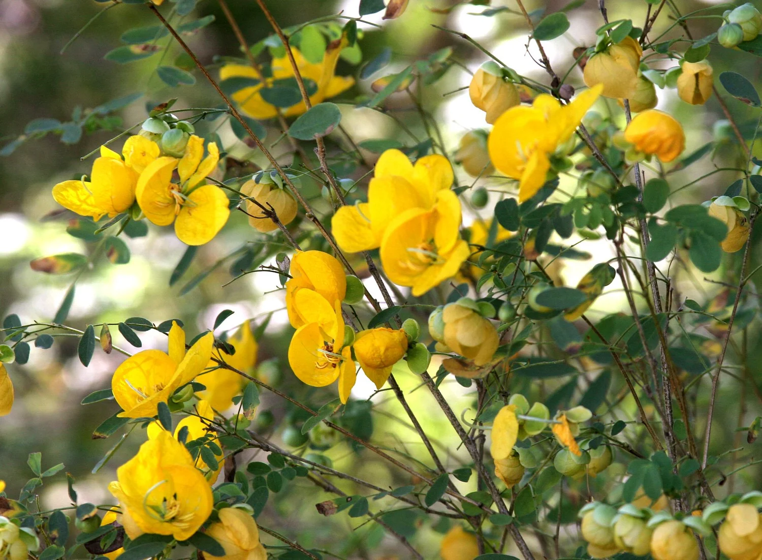 The Genus Senna — Spadefoot Nursery, Inc.