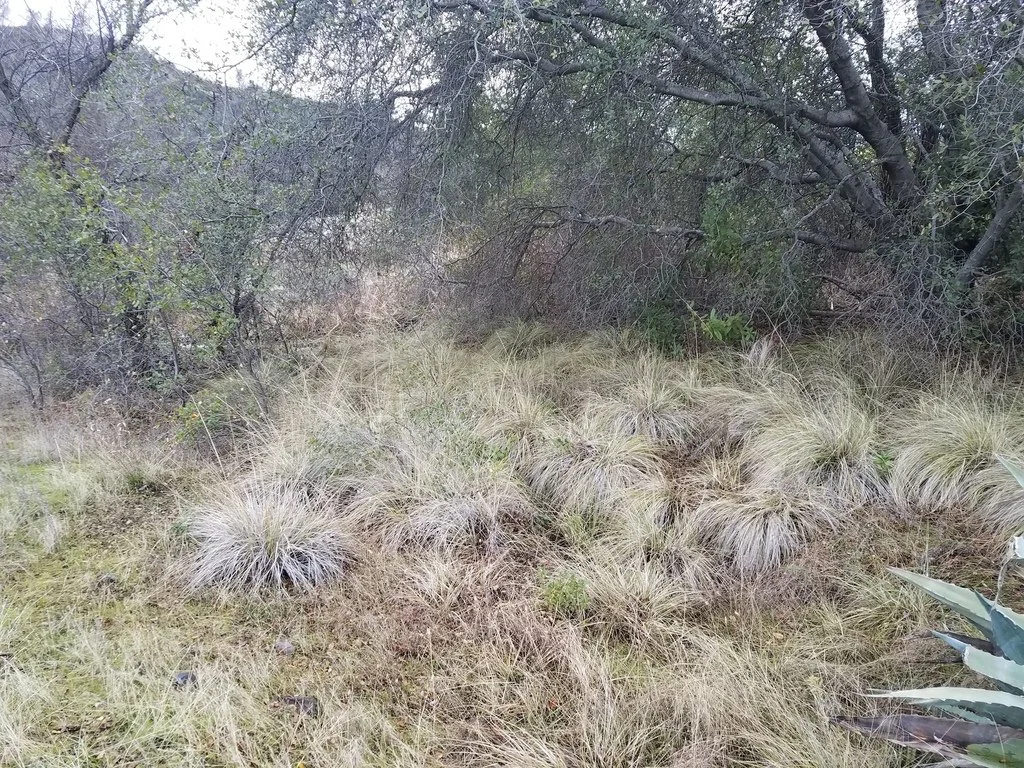 Deer Grass (Muhlenbergia rigens) — Spadefoot Nursery, Inc.