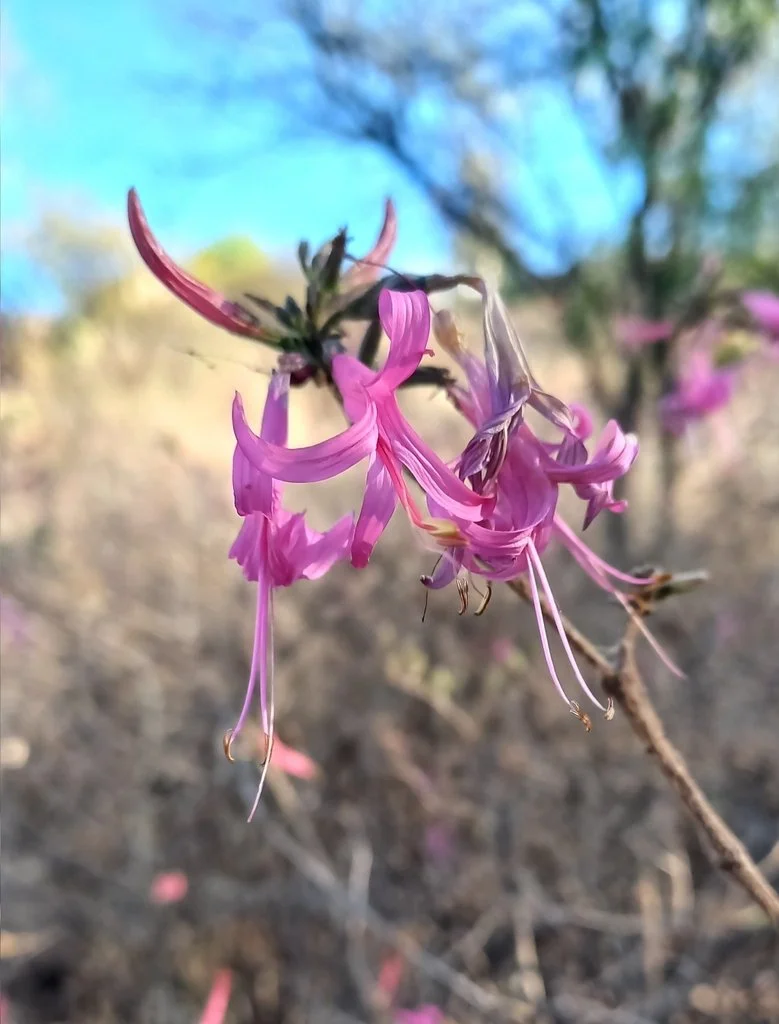 The Desert Honeysuckles (Anisacanthus spp) — Spadefoot Nursery, Inc.