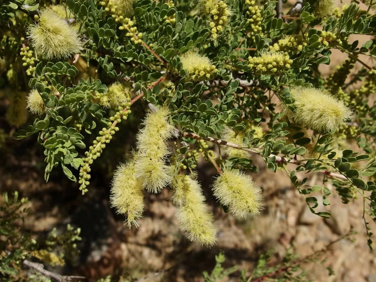 Catclaw Acacia (Senegalia greggii) — Spadefoot Nursery, Inc.