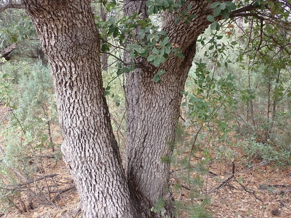 Gray Oak (Quercus grisea) — Spadefoot Nursery, Inc.