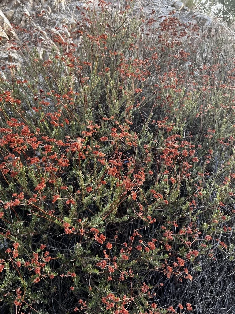 Flattop Buckwheat (Eriogonum fasciculatum) — Spadefoot Nursery, Inc.