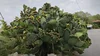 Indian Fig (Opuntia ficus-indica) — Spadefoot Nursery, Inc.