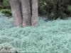 Prairie Clovers and Indigo Bushes, The Genus Dalea — Spadefoot Nursery ...