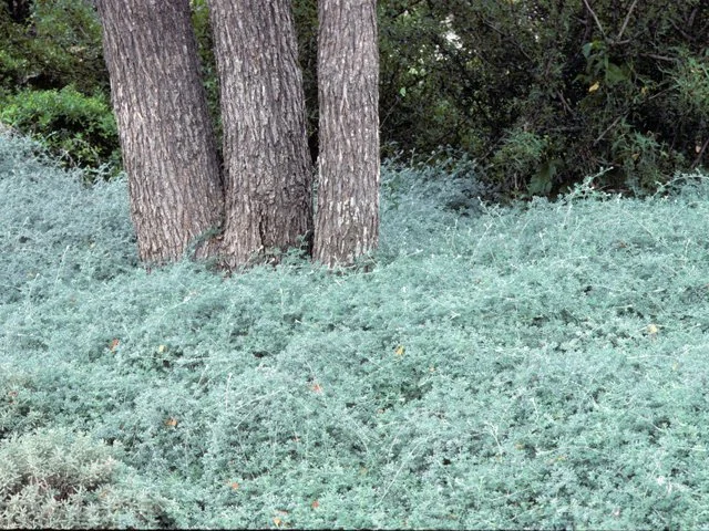 Prairie Clovers and Indigo Bushes, The Genus Dalea — Spadefoot Nursery ...