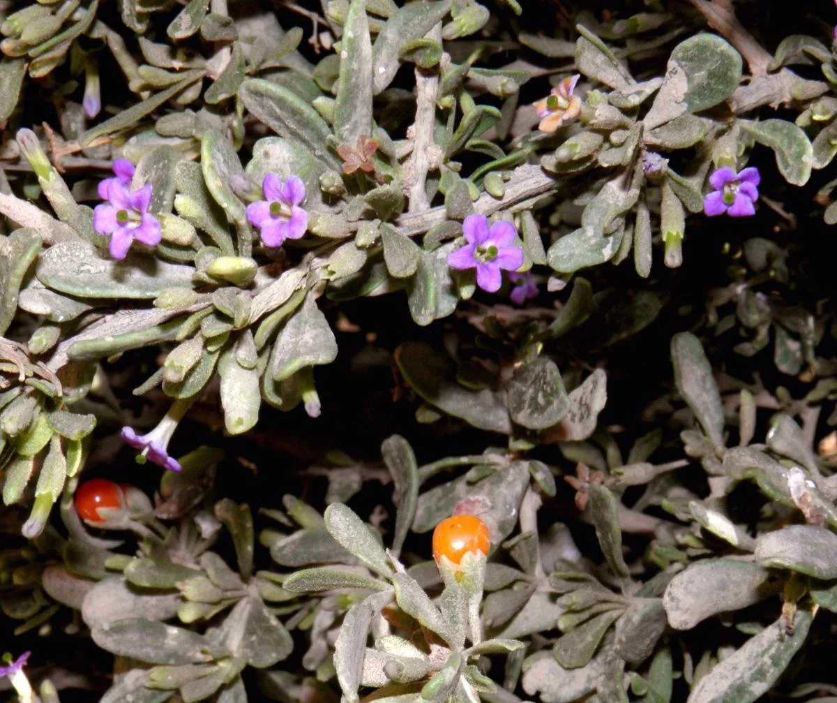 The Genus Lycium, Wolfberries — Spadefoot Nursery, Inc.