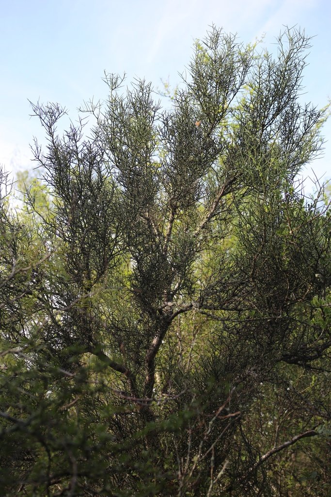 Crucifixion thorn (Koeberlinia spinosa) — Spadefoot Nursery, Inc.