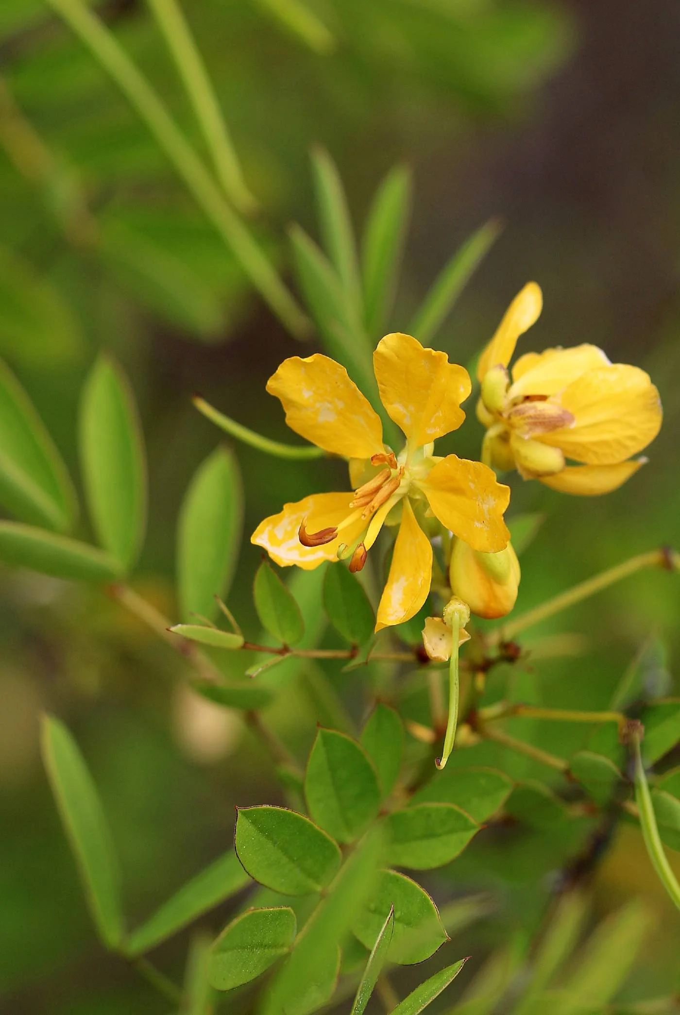 The Genus Senna — Spadefoot Nursery, Inc.