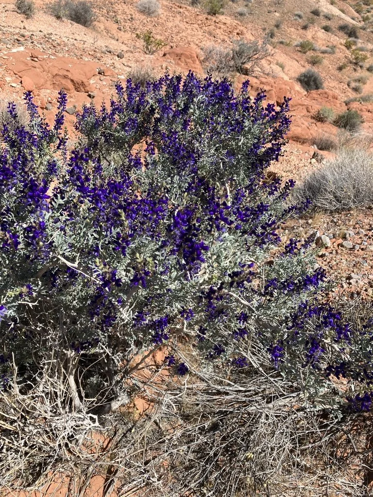 The Genus Psorothamnus, Smokebush — Spadefoot Nursery, Inc.