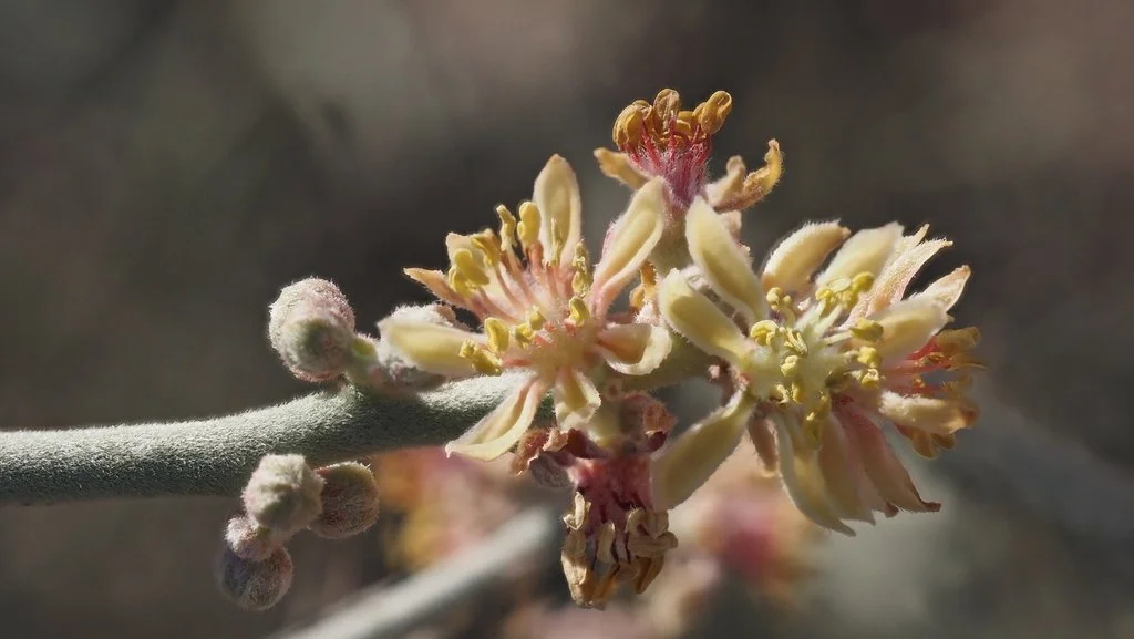 Emory's Crucifixion-Thorn (Castela emoryi) — Spadefoot Nursery, Inc.