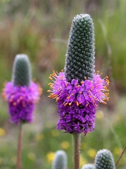 Prairie Clovers and Indigo Bushes, The Genus Dalea — Spadefoot Nursery ...