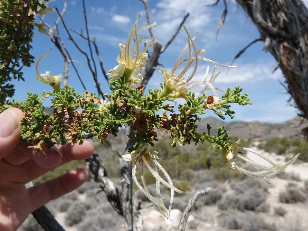 Cliffrose (Purshia stansburyana) — Spadefoot Nursery, Inc.