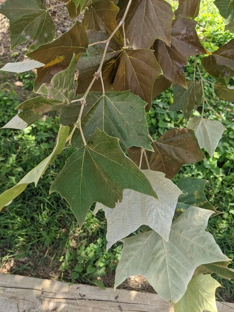 Mexican Sycamore (Platanus mexicana) — Spadefoot Nursery, Inc.