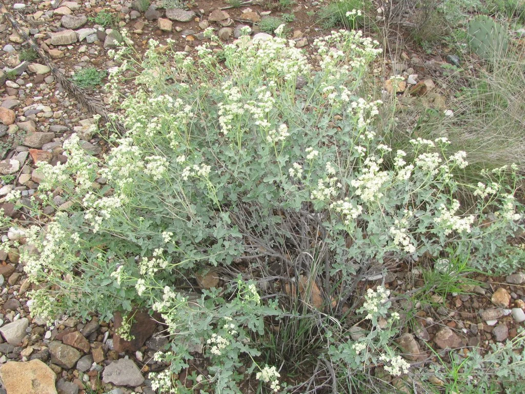 The Genus Parthenium: Guayule, Mariola — Spadefoot Nursery, Inc.