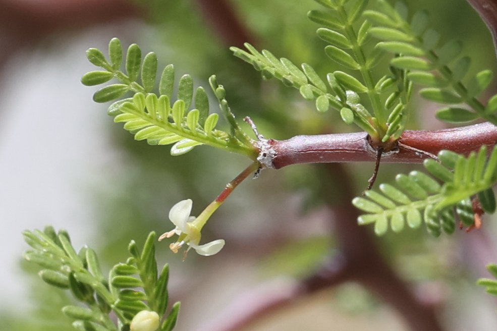 Elephant Tree (Bursera microphylla) — Spadefoot Nursery, Inc.