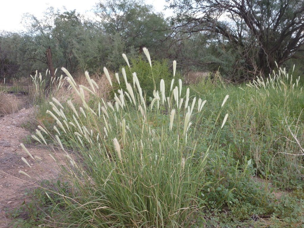 False Rhodes Grass (Leptochloa crinita) — Spadefoot Nursery, Inc.