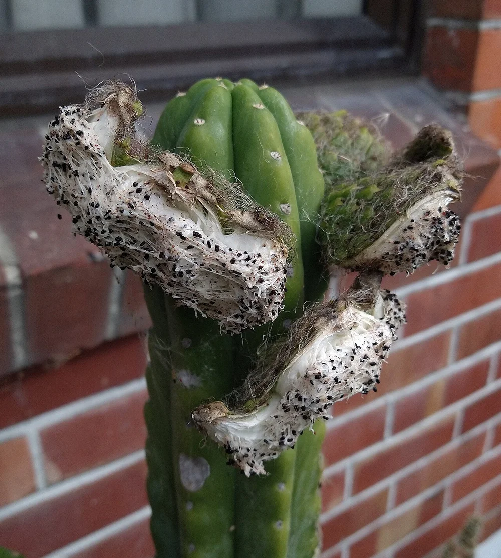San Pedro Cactus (Trichocereus macrogonus var. pachanoi) — Spadefoot ...
