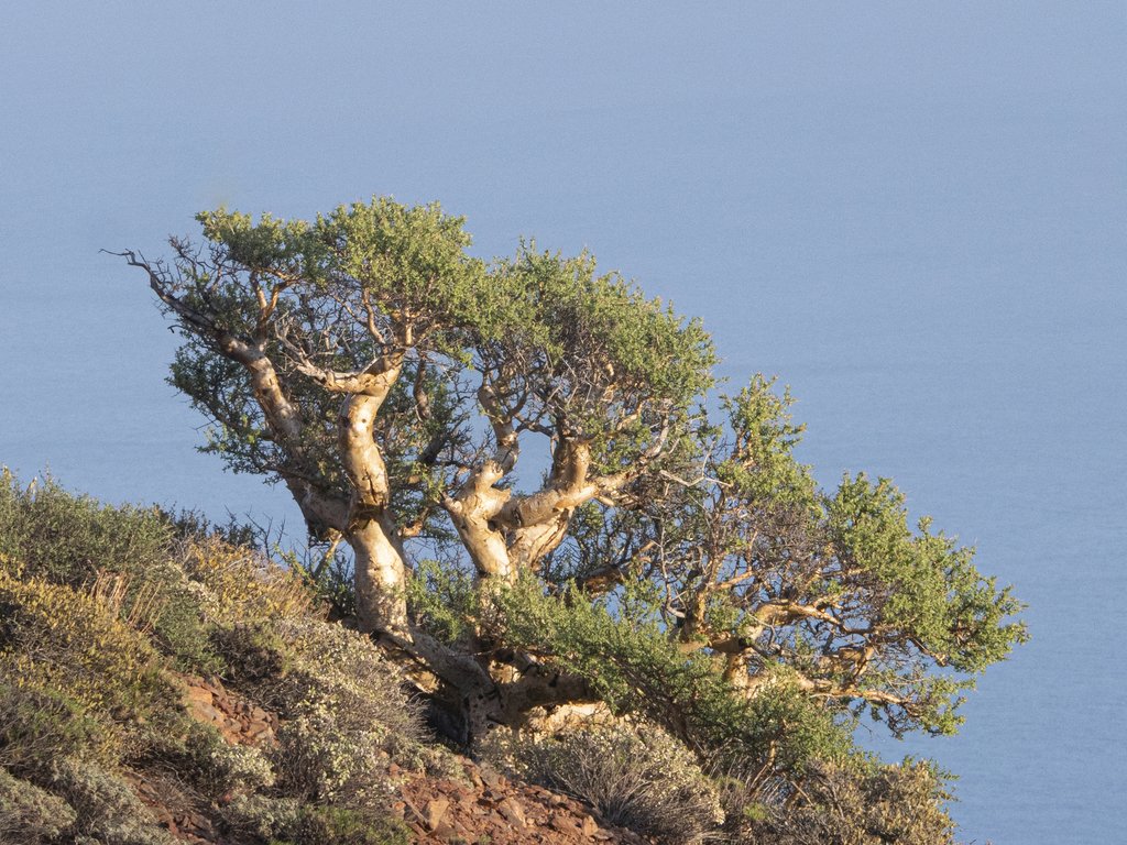 Baja Elephant Tree (Pachycormus discolor) — Spadefoot Nursery, Inc.