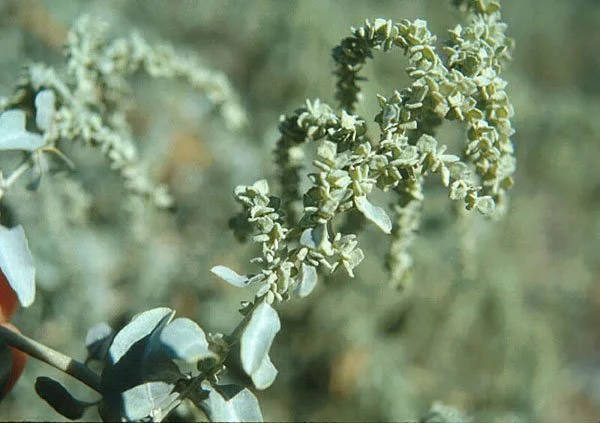 Saltbushes (Atriplex spp) — Spadefoot Nursery, Inc.