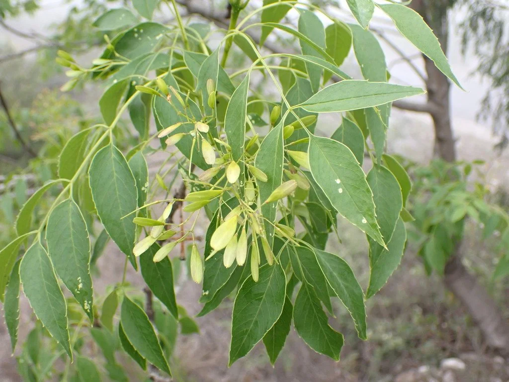 Fragrant Ash (Fraxinus cuspidata) — Spadefoot Nursery, Inc.