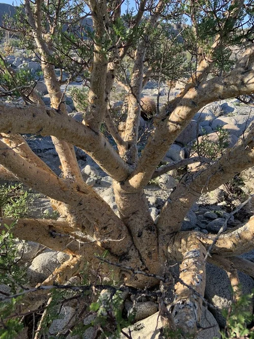 Elephant Tree (Bursera microphylla) — Spadefoot Nursery, Inc.