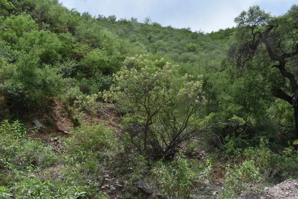 The Genus Parthenium: Guayule, Mariola — Spadefoot Nursery, Inc.