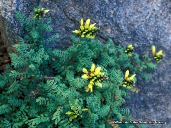 Prairie Clovers and Indigo Bushes, The Genus Dalea — Spadefoot Nursery ...