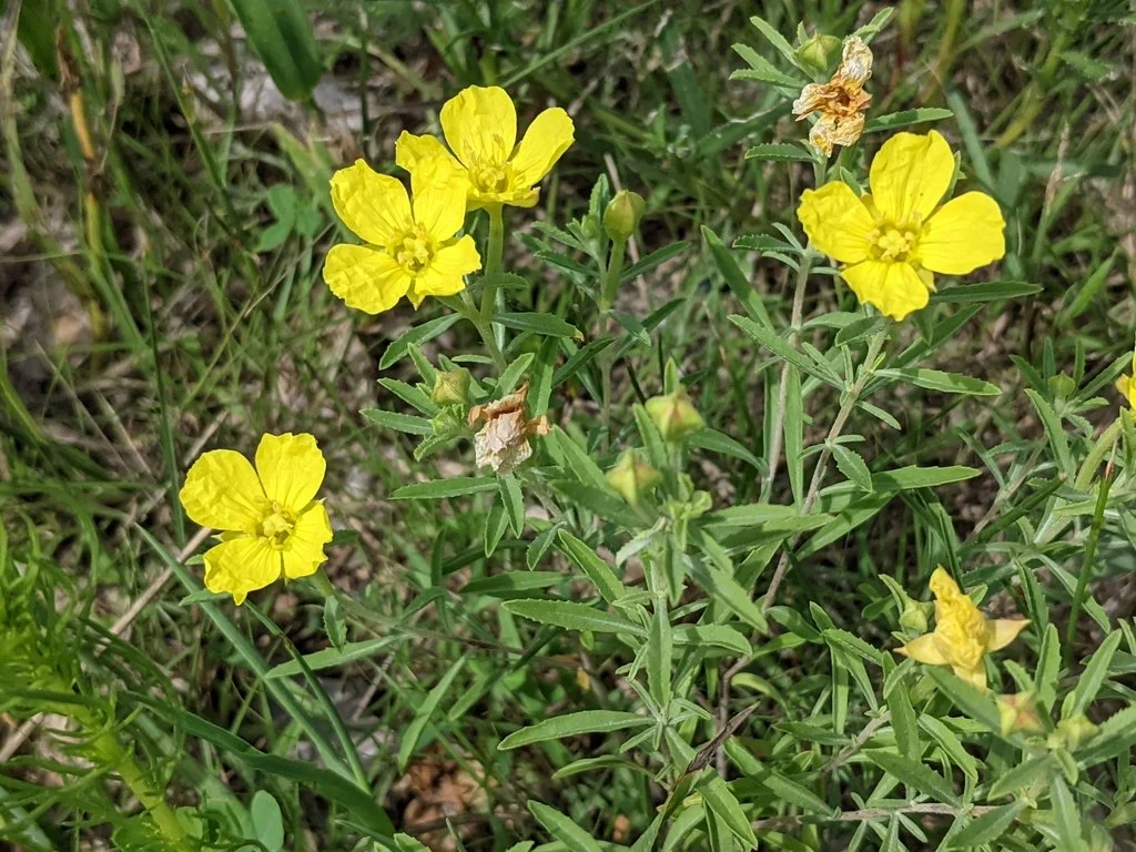The Genus Oenothera: Evening Primrose — Spadefoot Nursery, Inc.