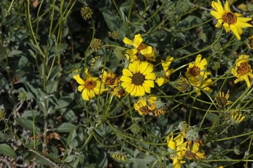 Brittlebush (Encelia farinosa) — Spadefoot Nursery, Inc.