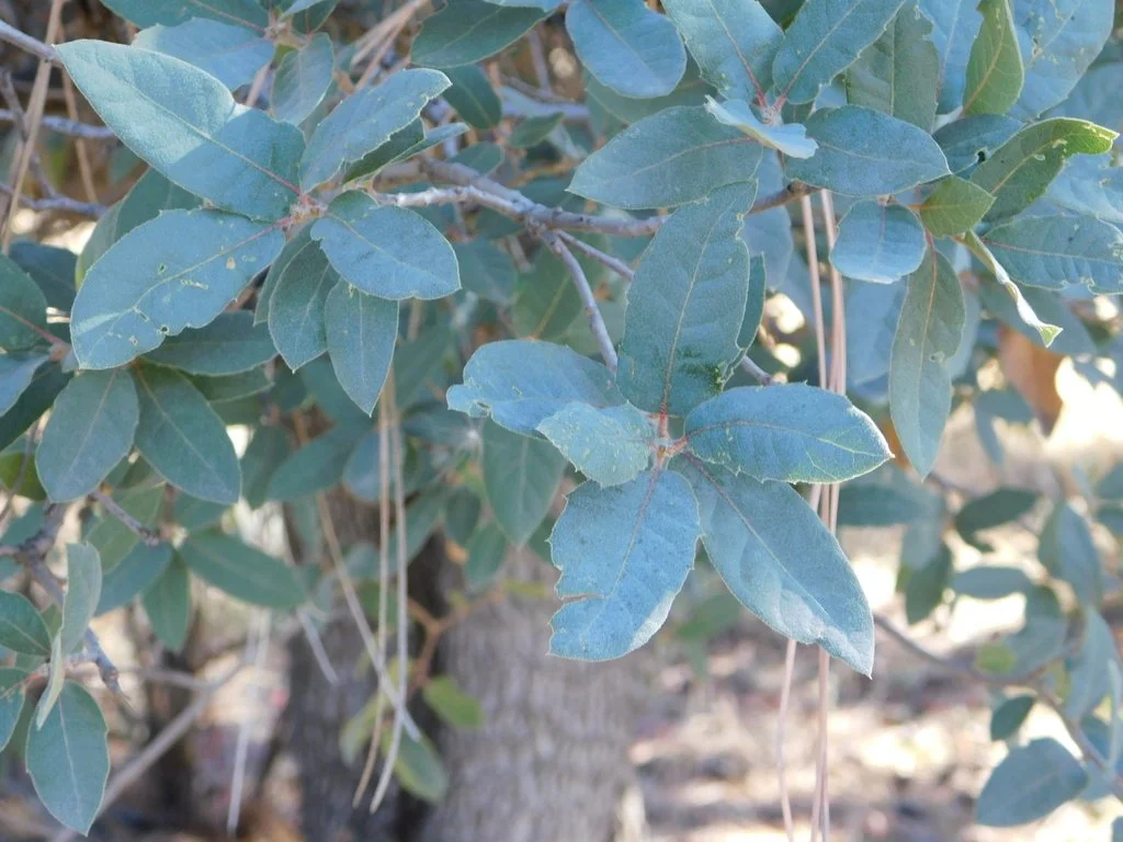 Gray Oak (Quercus grisea) — Spadefoot Nursery, Inc.